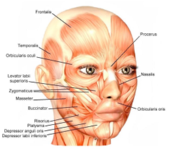 Anatomy Of The Face – Muscular System | Allure Ayr
